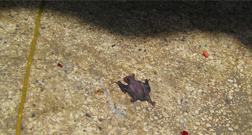 My little orphaned bat-cry - This Can't Be Happening!